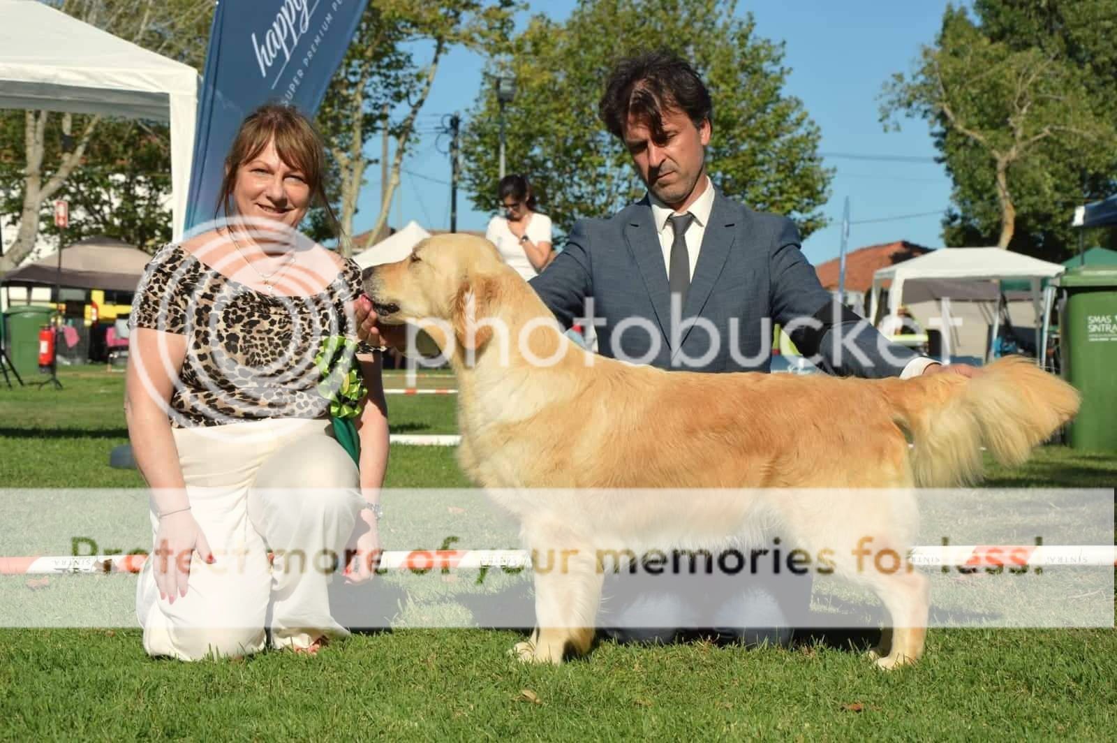 Pedigree of Paddocks Heart Whisper Noble Noah - K9Data