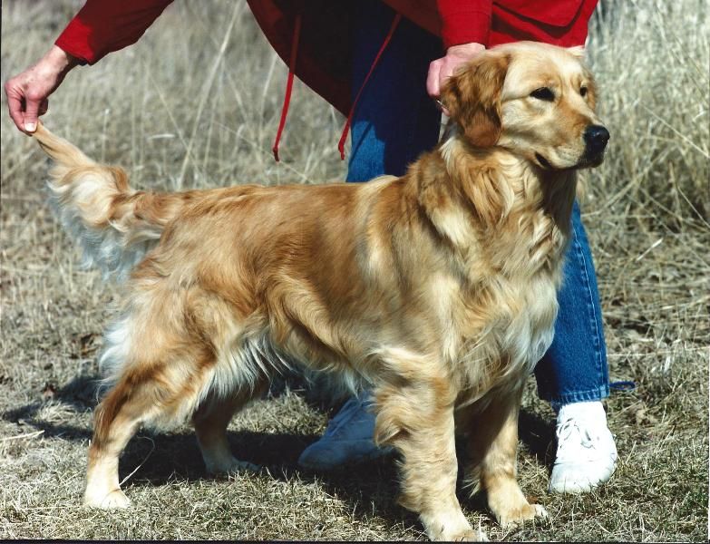 Pedigree of BISS GCH CH Windsong's Timberbash Powder King RN BVISS - K9Data
