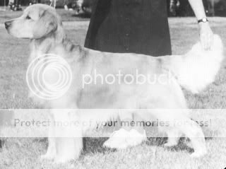 Pedigree of Apache's Jami Arness Wayne - K9Data