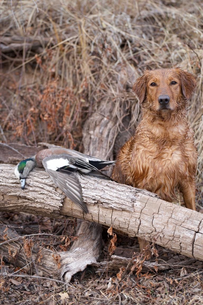 Pedigree of HRCH Swamp Collie Red Hot Tiger MH - K9Data