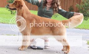 Pedigree of Monark's Finding Guapo BN BCAT TKI CGC - K9Data