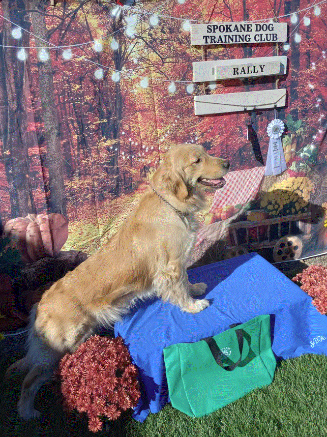 Pedigree of IntCh SwanSun's Morningstar RI STR CGCA CGCU TKI - K9Data