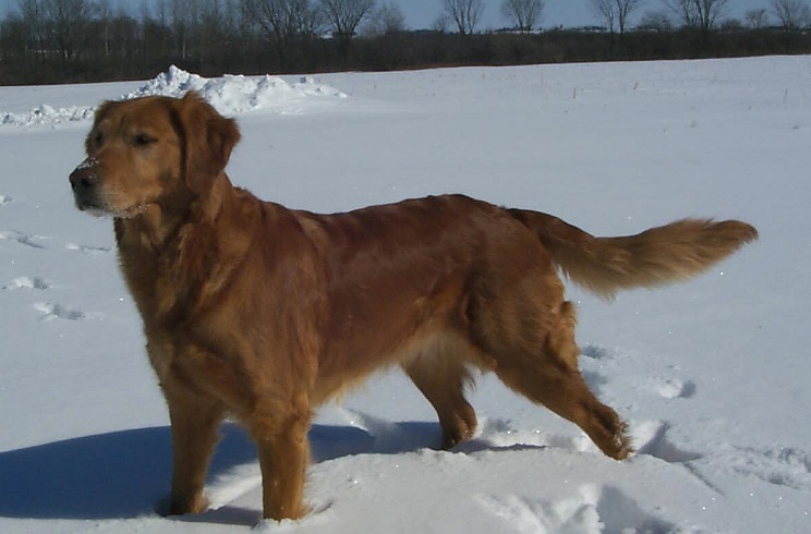 Pedigree of Heckels Guns A Blazing Suzy Q RN - K9Data