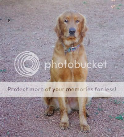 Pedigree of Heckels Guns A Blazing Suzy Q RN - K9Data