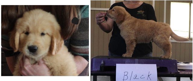 Pedigree of Meirzah's Prince Louis Of Windsor - K9Data