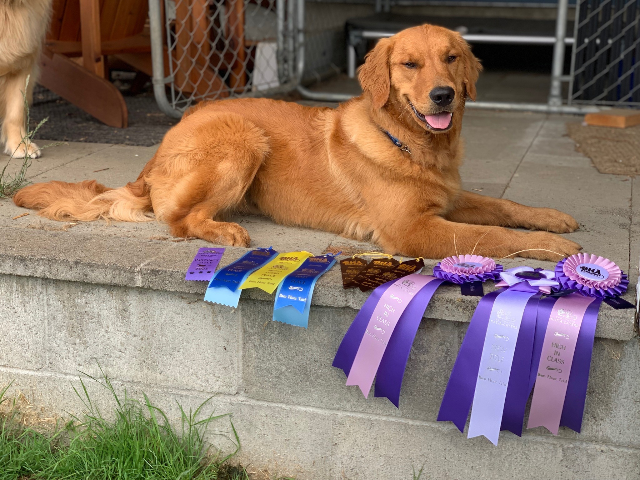 Pedigree of SwanSun's Rise N Shine RATI RATN - K9Data