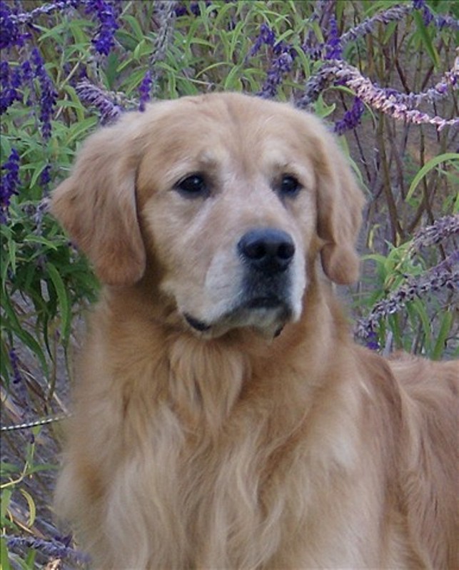 Pedigree of BISS GCHS CH Timberbash's Cork Country Bubbles BISS - K9Data