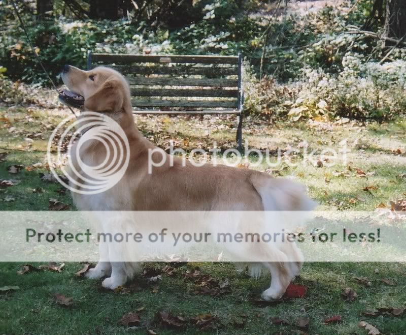 Pedigree of Am. CH Goldruls She Flies With Her Own Wings - K9Data