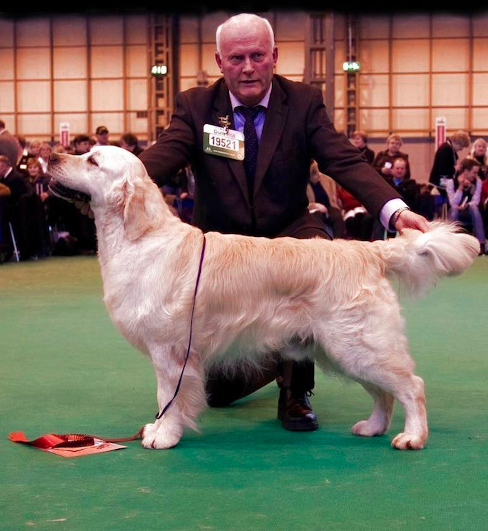 Pedigree of Paddocks Heart Whisper Noble Noah - K9Data