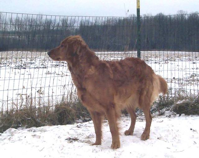 Pedigree of Heckels Guns A Blazing Suzy Q RN - K9Data