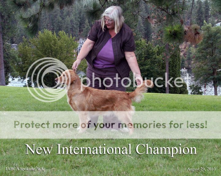 Pedigree of IntCh SwanSun's Fire N Rain RA CGC CCA - K9Data