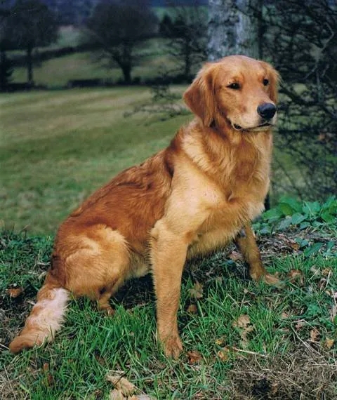 Pedigree of Millgreen Rocket - K9Data