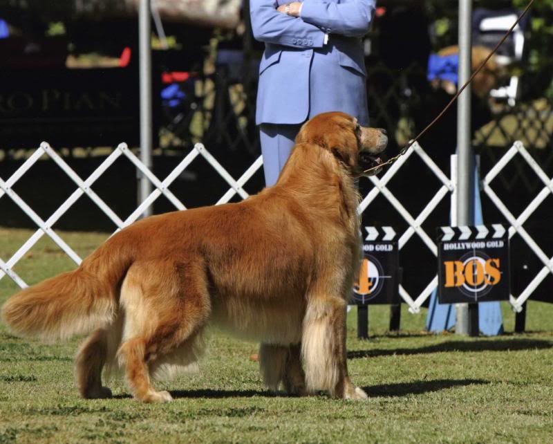 Pedigree of MBISS GCHS Sandpiper's Pursuit Of Happiness SDHF, OS, BISS ...