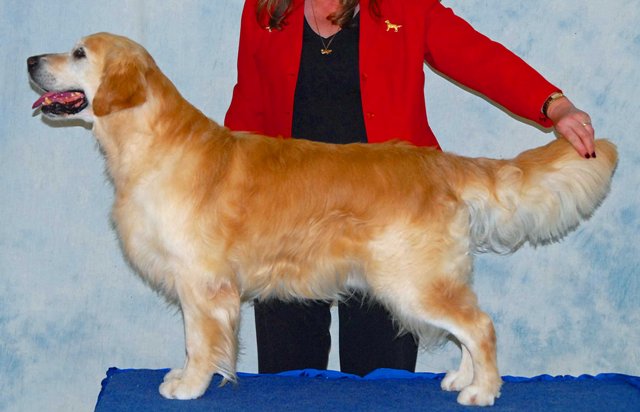 Pedigree of Aust Ch Heathbrook Joie De Vivre - K9Data