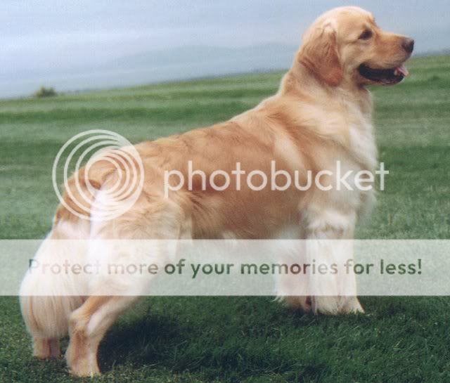 Pedigree of BISS GCHS CH Timberbash's Cork Country Bubbles BISS - K9Data