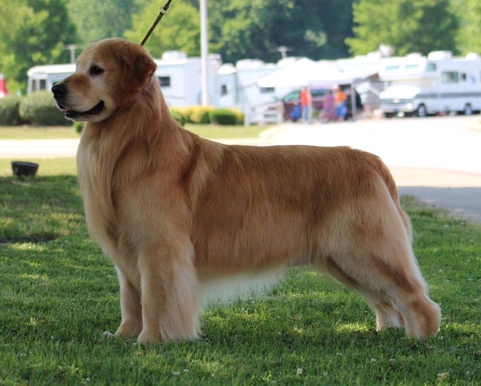 Pedigree of IntCh SwanSun's Morningstar RI STR CGCA CGCU TKI - K9Data