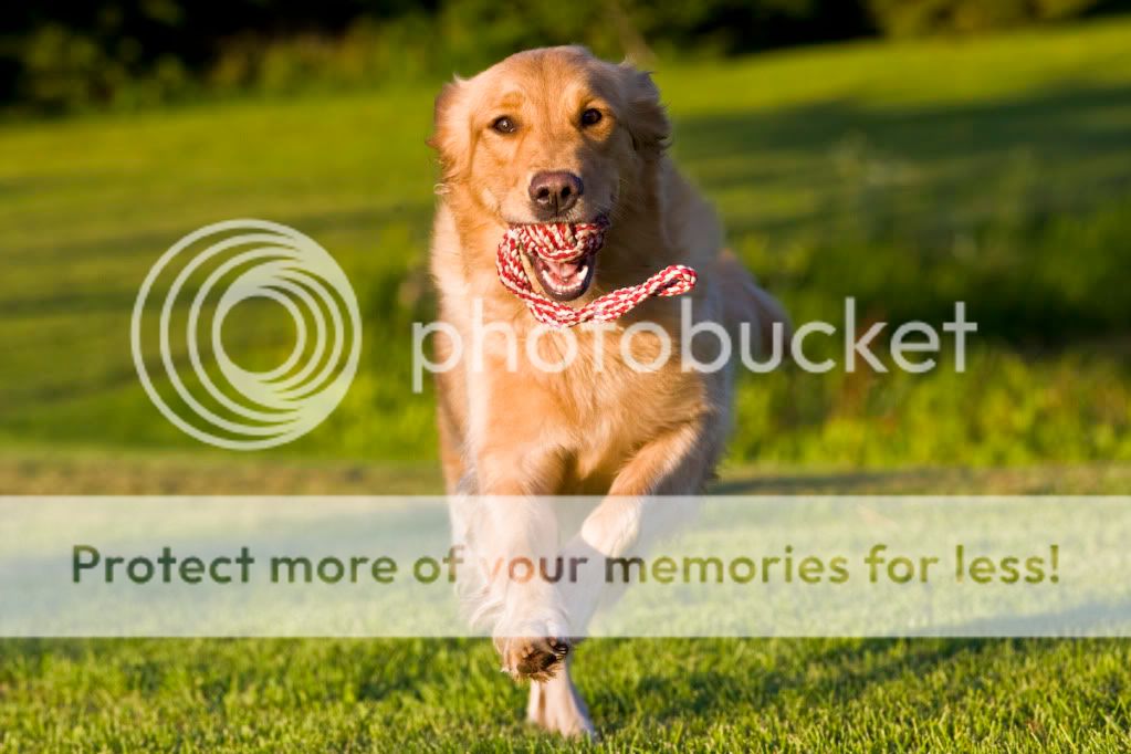 Pedigree of Goldenloch Deep Woods Off MH CCA - K9Data