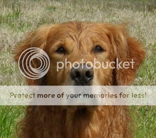 Pedigree of 5xGRHRCH Young's Stairway To Seven MH *** - K9Data