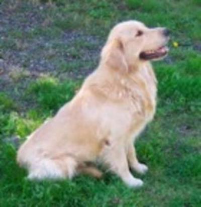 Pedigree of CH Wood Ducks In A Row - K9Data