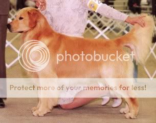 Pedigree of Ch. Aubridge Famemyth At Saffron CGC - K9Data