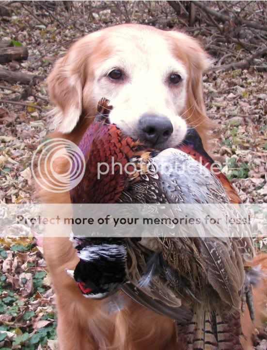 Pedigree of Maxhaven's General Jackson ** - K9Data