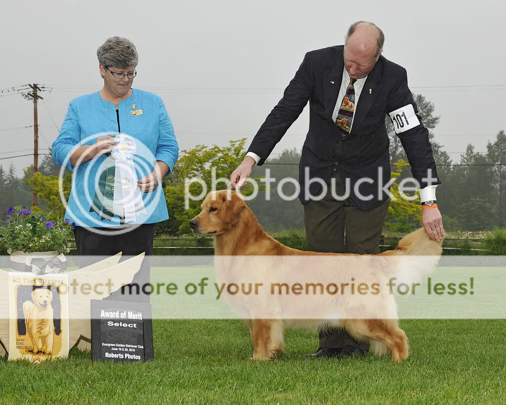 Pedigree of IntBA NatBA Doubletake Last Chance2dance Frm Ransomcrk CGC ...