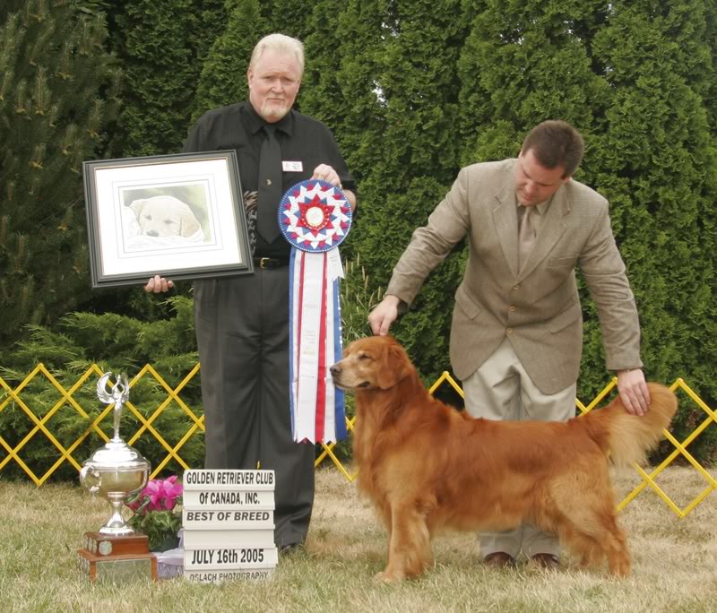 Pedigree of Am/Can.Ch Gowrielea's Show Off - K9Data