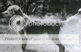 Pedigree of HRCH Kc's High Times Roll'n Gold CDX MH WCX *** OS - K9Data