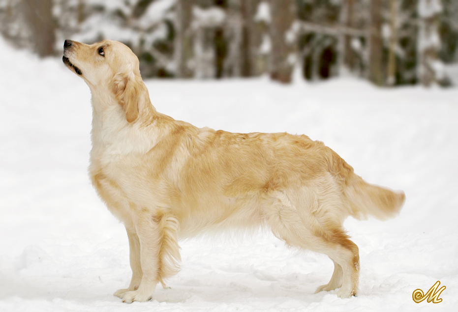 Pedigree of Belg Ch. Meiepere Quite A Delight - K9Data