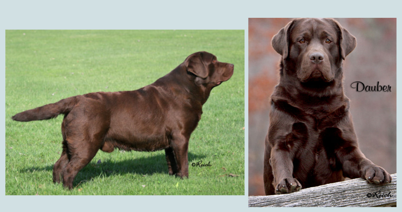 Pedigree of Casar Vom Ortenberg BHVT CA - K9Data