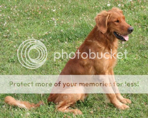 Pedigree of Archwind's Twisted And Tangled In Texas CD MH VC WCX CCA ...