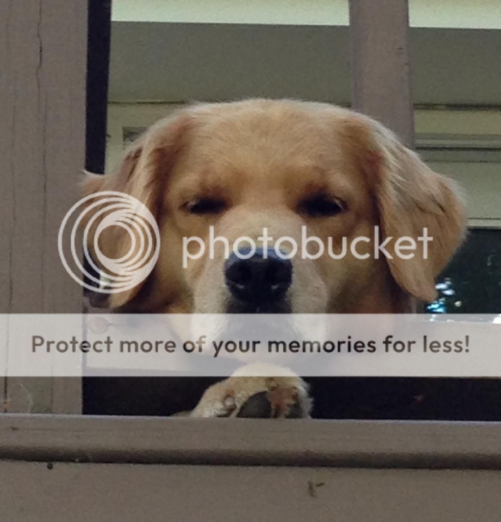 Pedigree of Cressida Hullabaloo CCA - K9Data