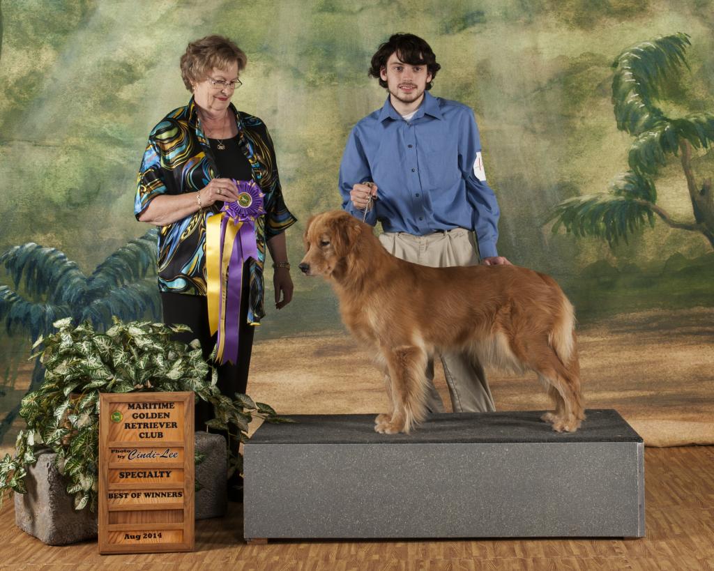 Pedigree of U-CH Comstock Sunfire Man Of Steel JH WC - K9Data