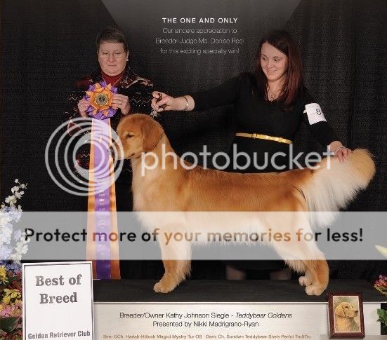 Pedigree of BIS MBISS GCH TeddyBear's Designer Hayley Paige OD SDHF ...