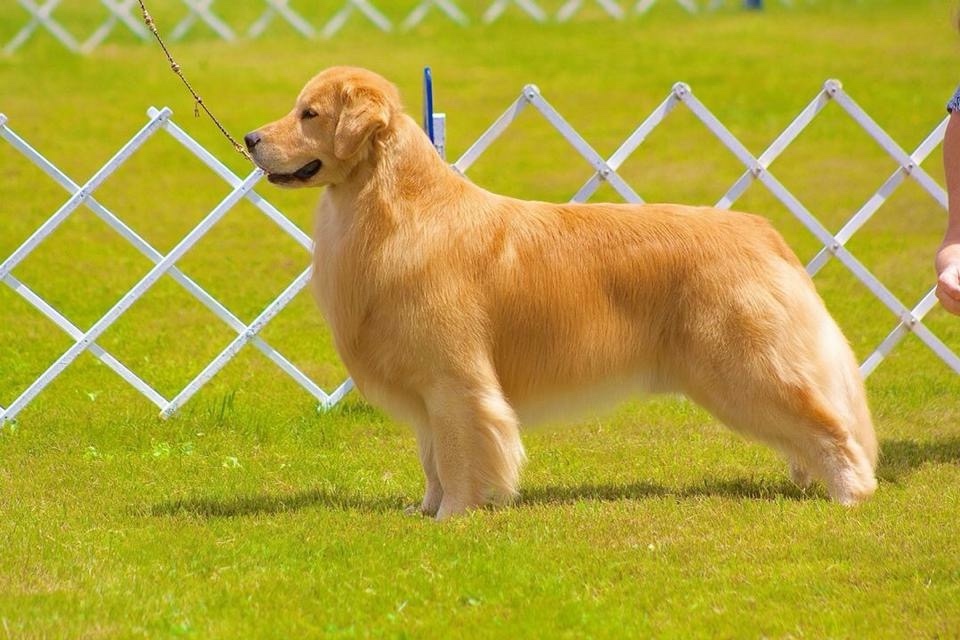 Pedigree of Swansun N Joker's Legacy To Ransom Creek RI CGC TKI - K9Data