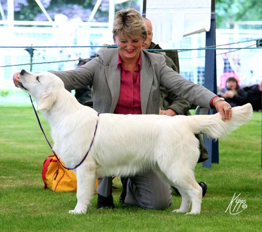 Pedigree of Chrisri Battle Cat - K9Data