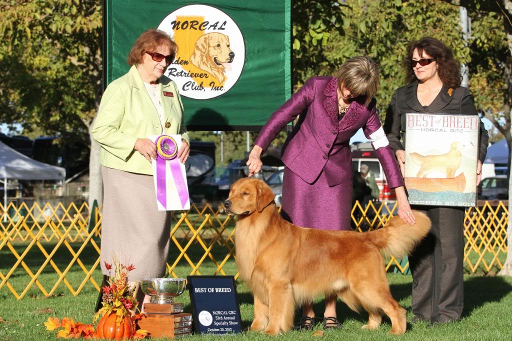 Pedigree of CH Razzle's Sugar N Spice CGC TKN - K9Data