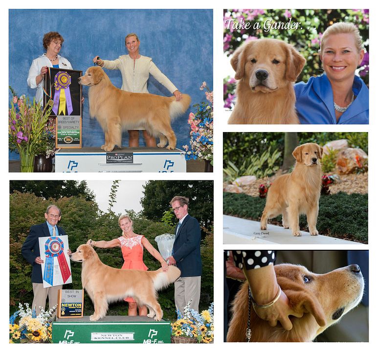 Pedigree of Questan & De La Vega All is Groovy JH, WC - K9Data