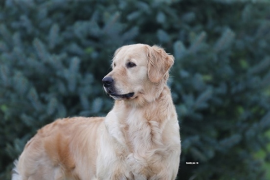 Pedigree of BISS GCHS CH Timberbash's Cork Country Bubbles BISS - K9Data
