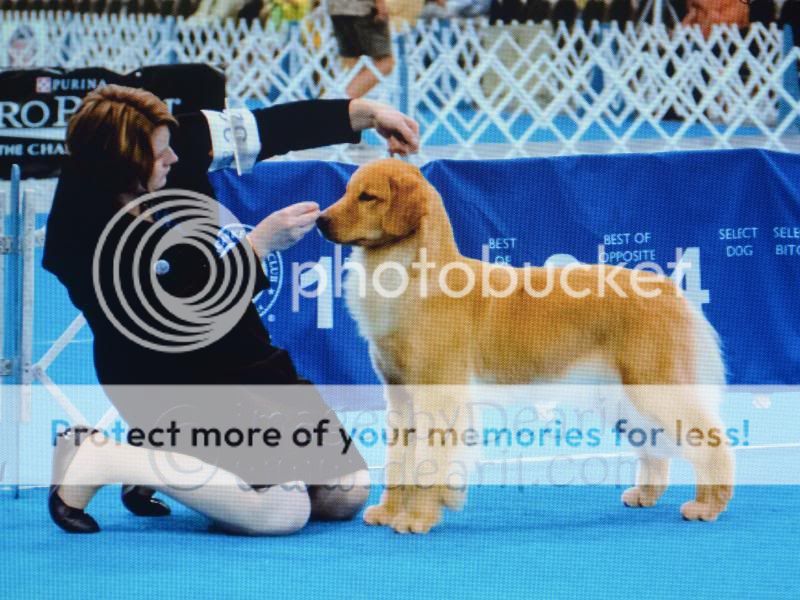 Pedigree of Ch. Edgewater Drinks Like A Fish - K9Data