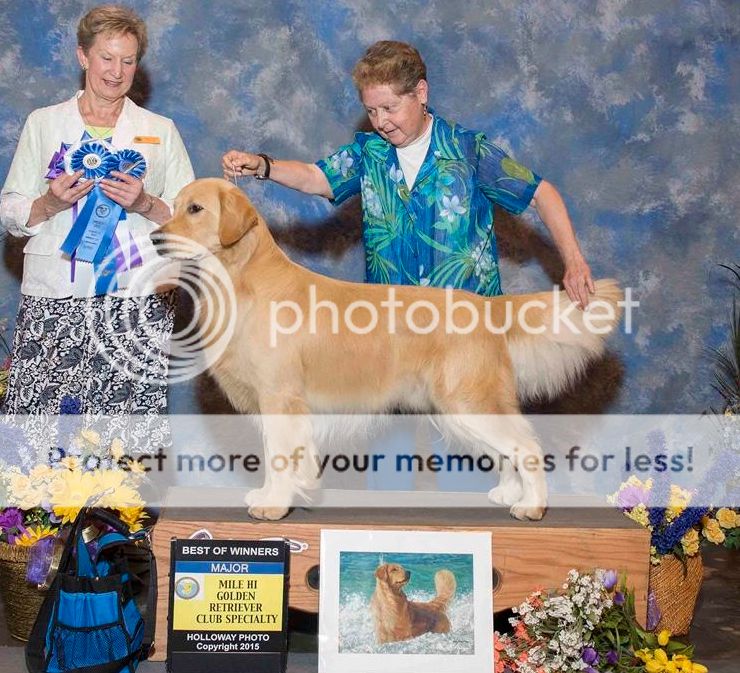 Pedigree of BISS GCHS CH Timberbash's Cork Country Bubbles BISS - K9Data