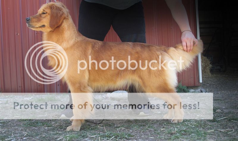 Pedigree of IntCh SwanSun's Morningstar RI STR CGCA CGCU TKI - K9Data