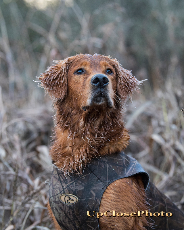 Pedigree of HRCH Swamp Collie Red Hot Tiger MH - K9Data