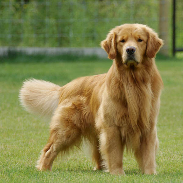 Pedigree of CanCH Majecgold's Crown Royal - K9Data