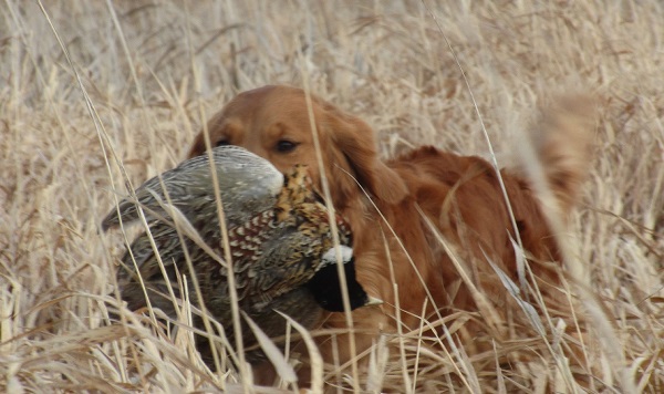 Pedigree of Gold Eagle's Sand Blaster BN CD MH WCX - K9Data