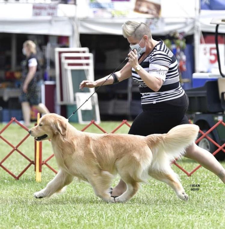 Pedigree of GCH Megway's Something To Walk About OS - K9Data