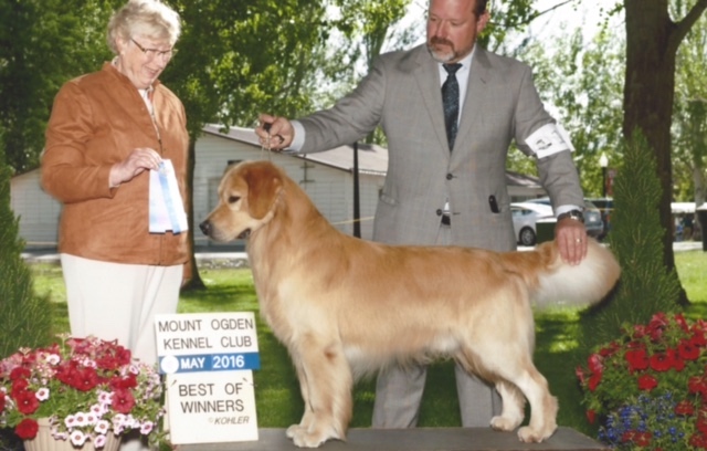 Pedigree of AmCH Watermark Ducat Dogwood Tye Dye - K9Data