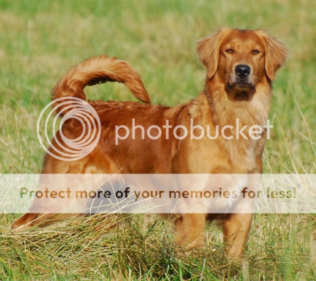 Pedigree of Justin Time Kibbah - K9Data