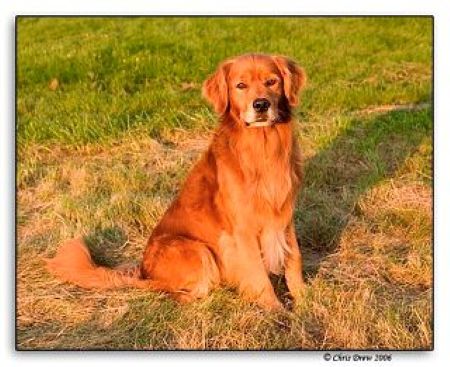 Pedigree of UCDX HR SR Sand Dancer's XX MTB Ranger UDT MH WCX ** - K9Data