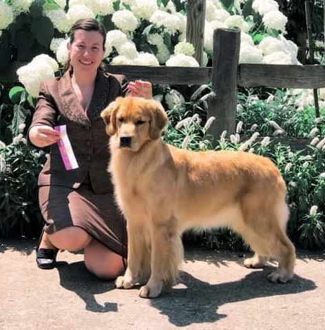 Pedigree of MBISS GCHS CH CKC CH Nat Int CH UKC GRCH River Mist Here ...